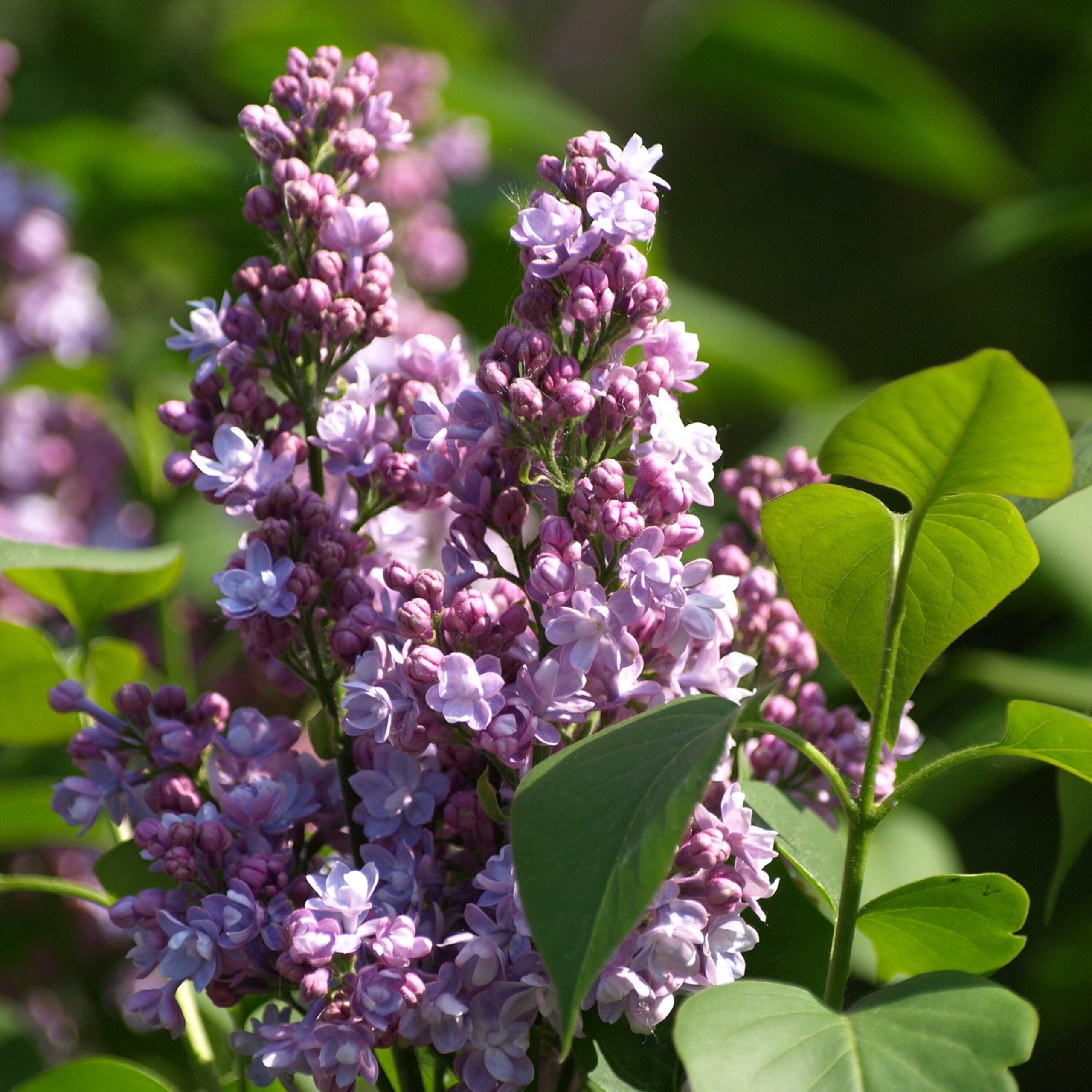 Plant Highlights: Lilac – gardenUP